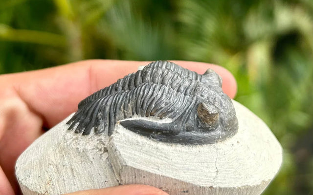 Unearthing the Past with Trilobite Fossils | Whaler's Locker