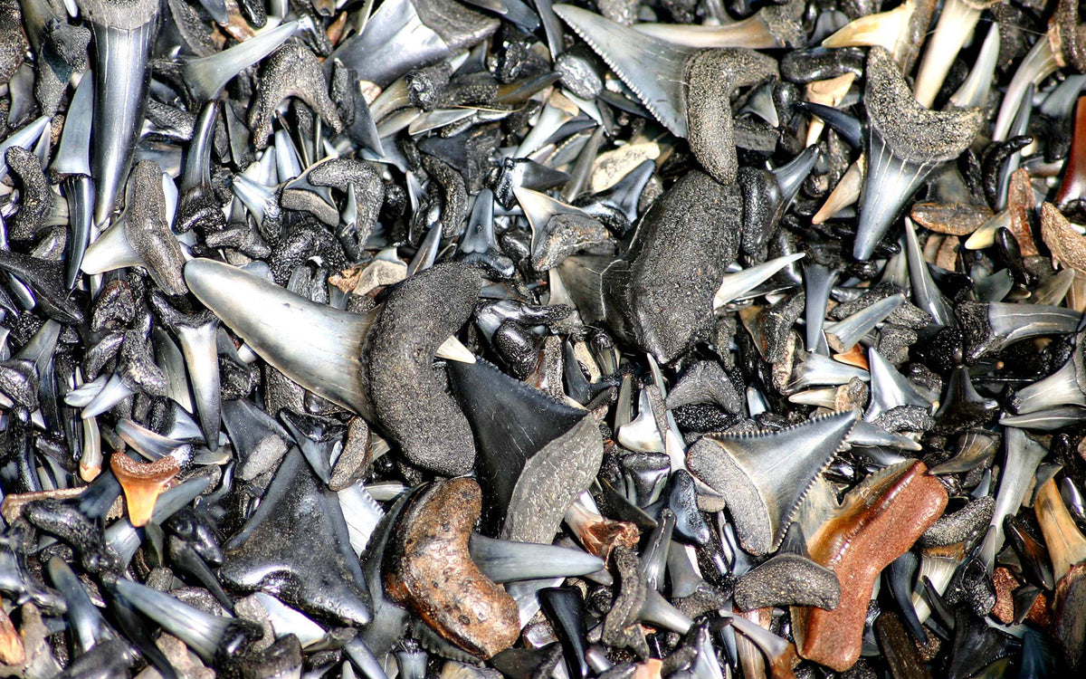 Guide to Starting a Shark Tooth Collection | Whaler's Locker