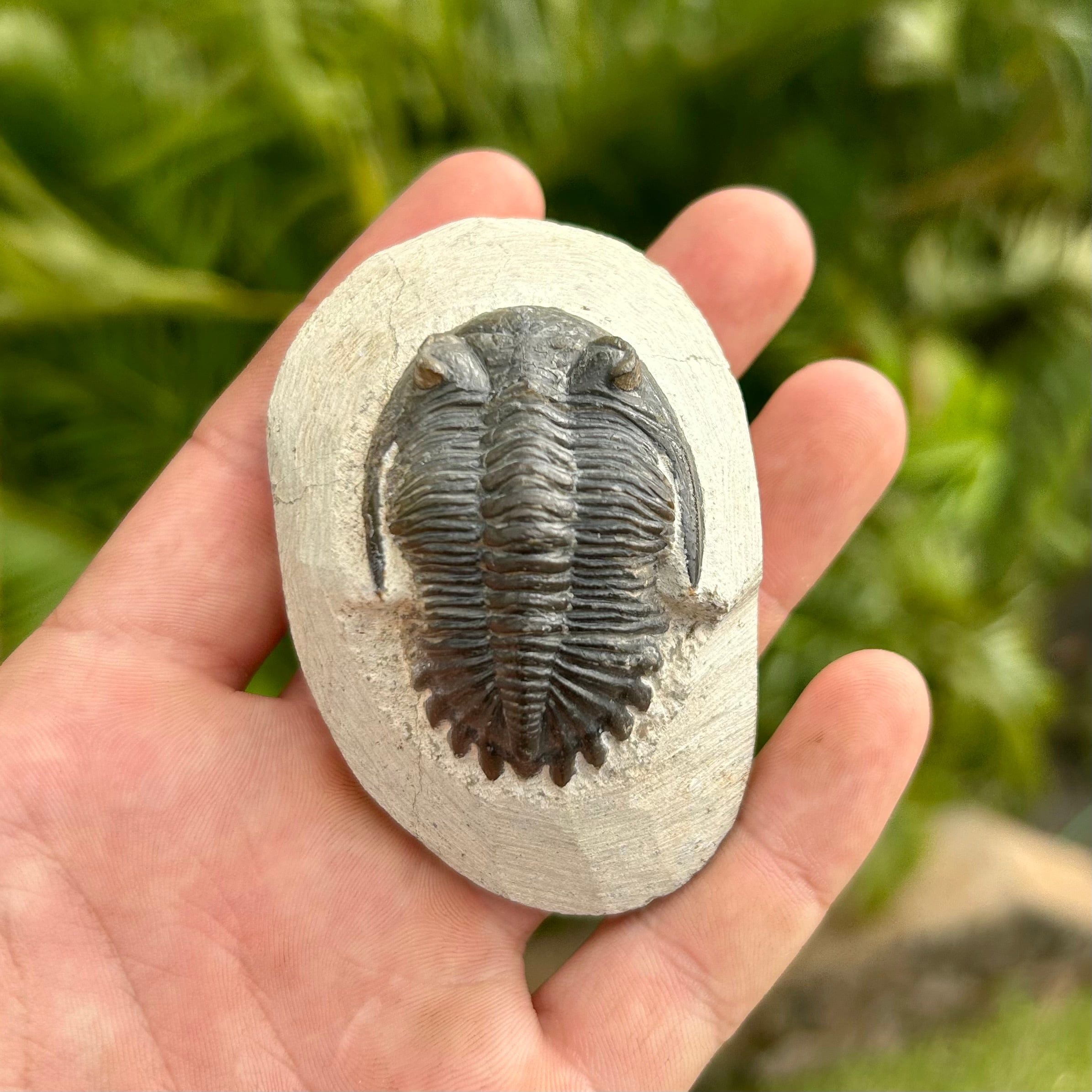 Hollardops Trilobite Fossil- Tril-4B | Whaler's Locker