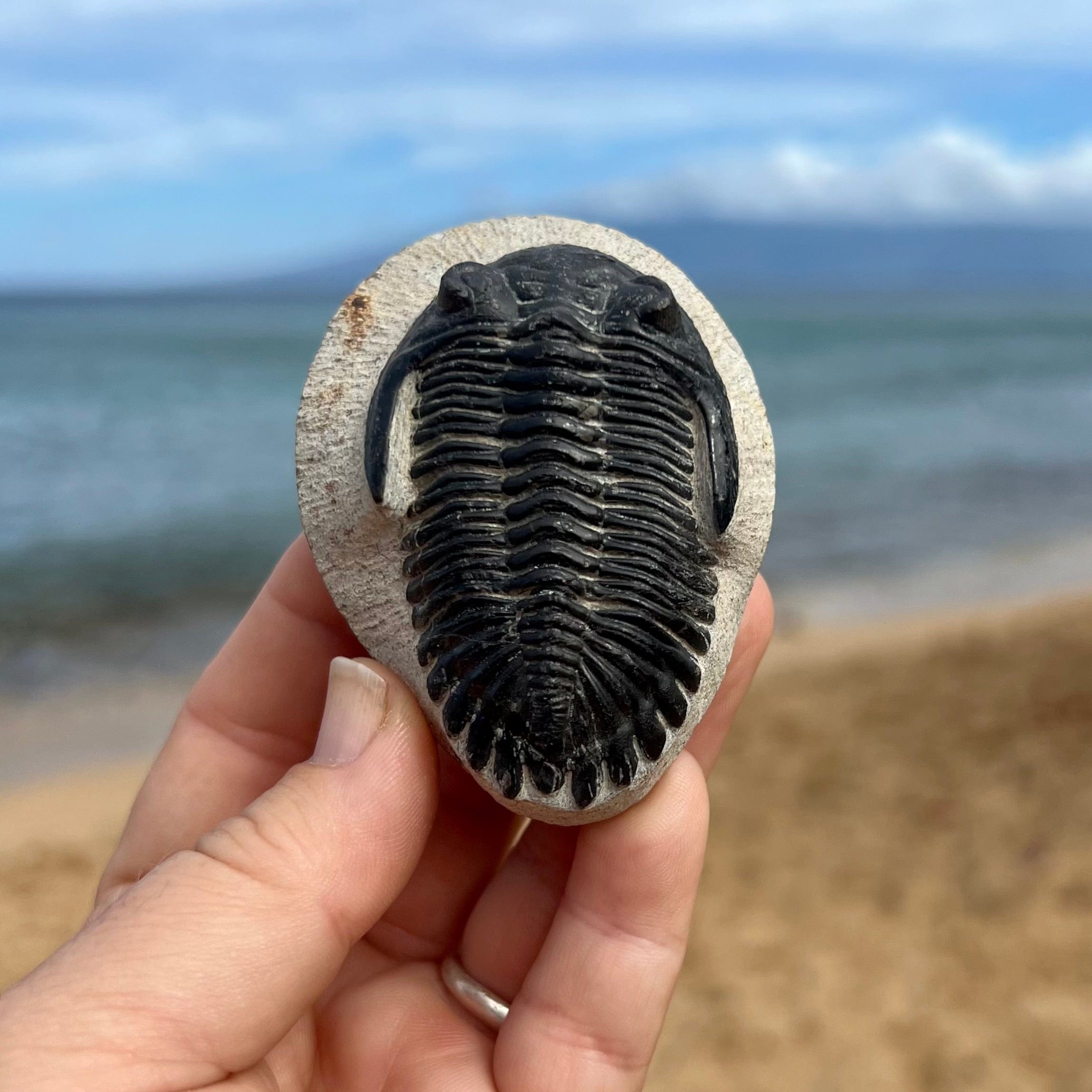 Hollardops Trilobite Fossil- Tril-4D | Whaler's Locker
