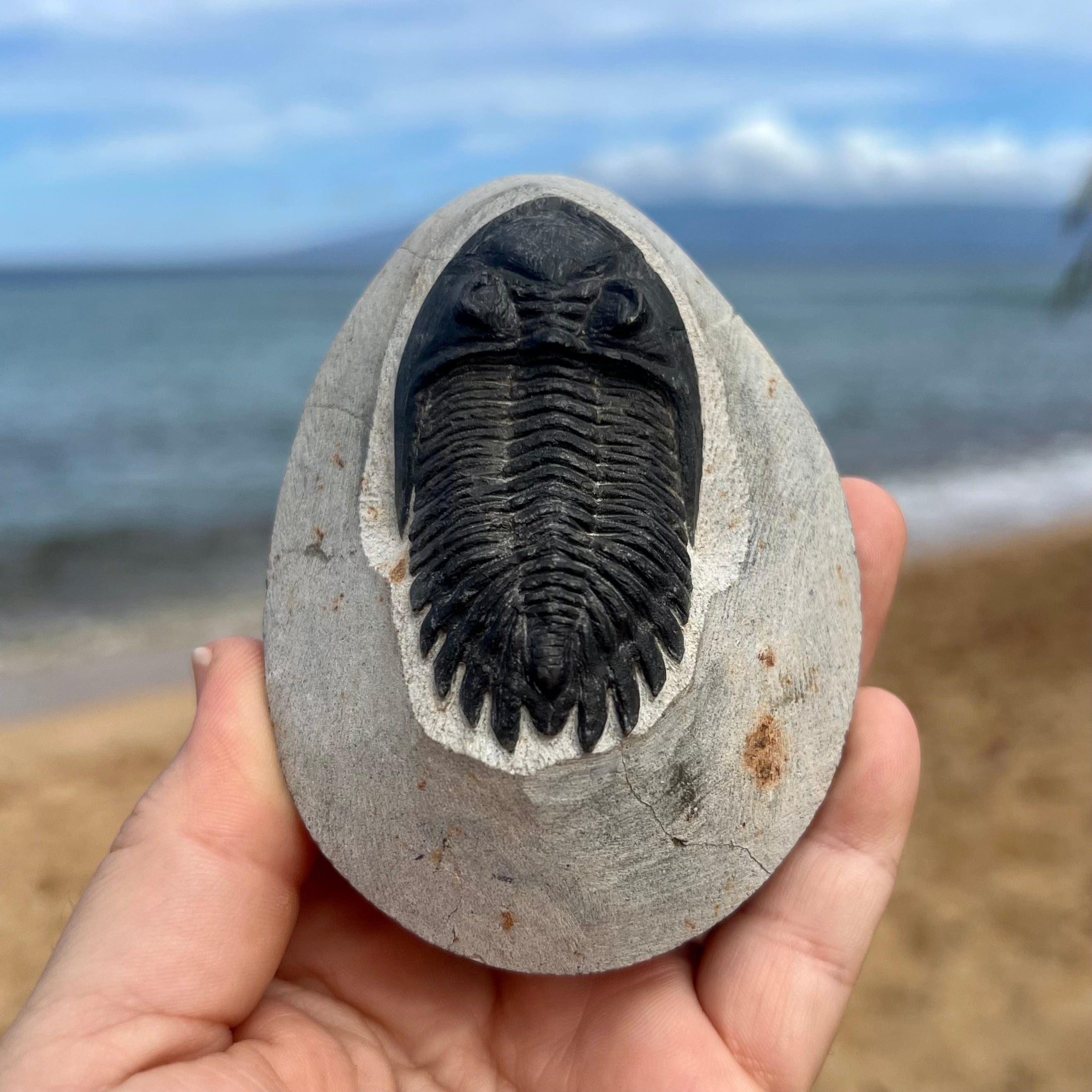 Hollardops Trilobite Fossil- Tril-4C | Whaler's Locker