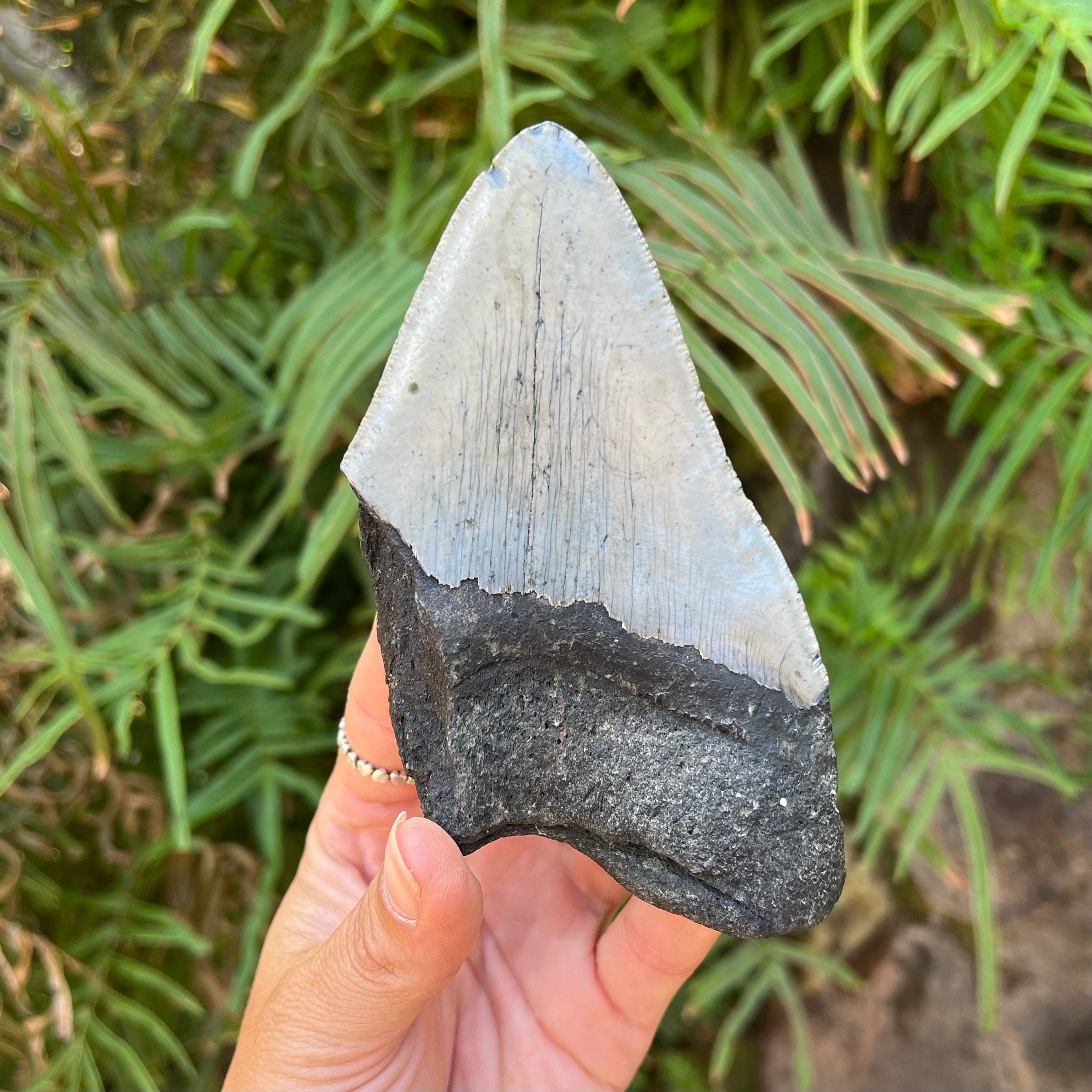 5 1/4" Partial Megalodon Tooth | Whaler's Locker