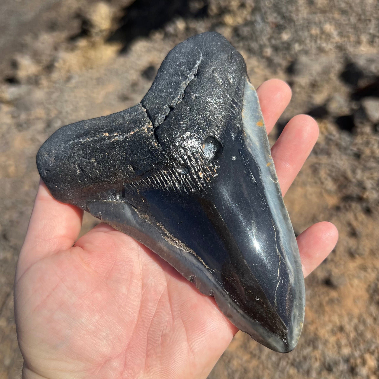 5 7/8" Grade A Polished Megalodon Tooth | Whaler's Locker