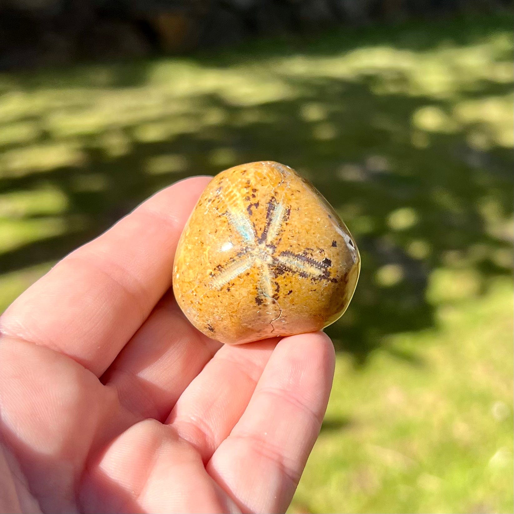 Shop Sea Biscuit Fossil | Whaler's Locker